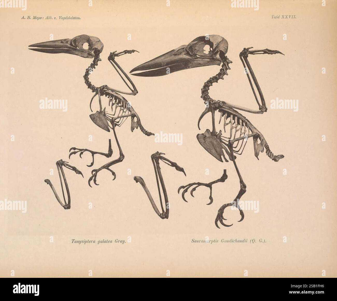 Abbildungen von Vogel-Skeletten Berlin s.n. 1879-1897 birds anatomy ...