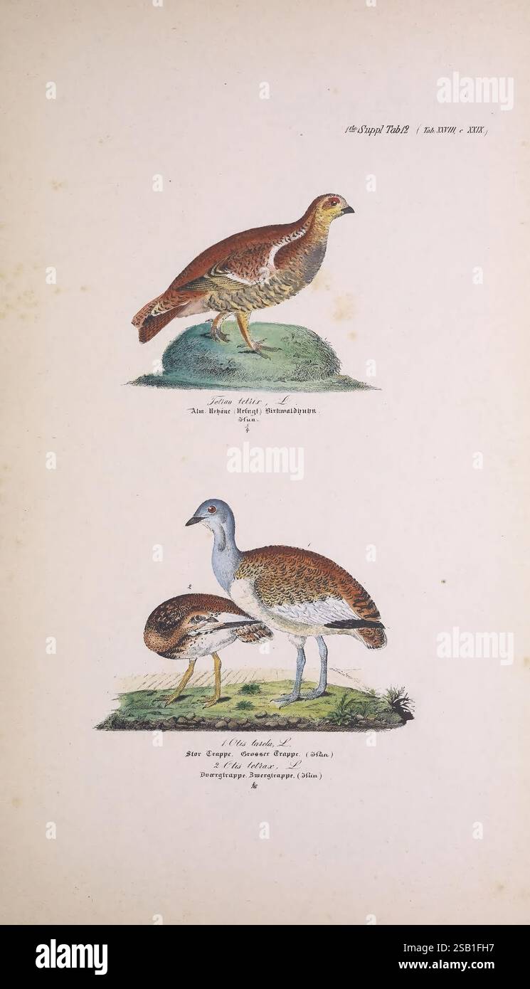 Skandinaviens fugle Kjøbenhavn L. A. Jørgensen 1875-1879 birds Denmark ...