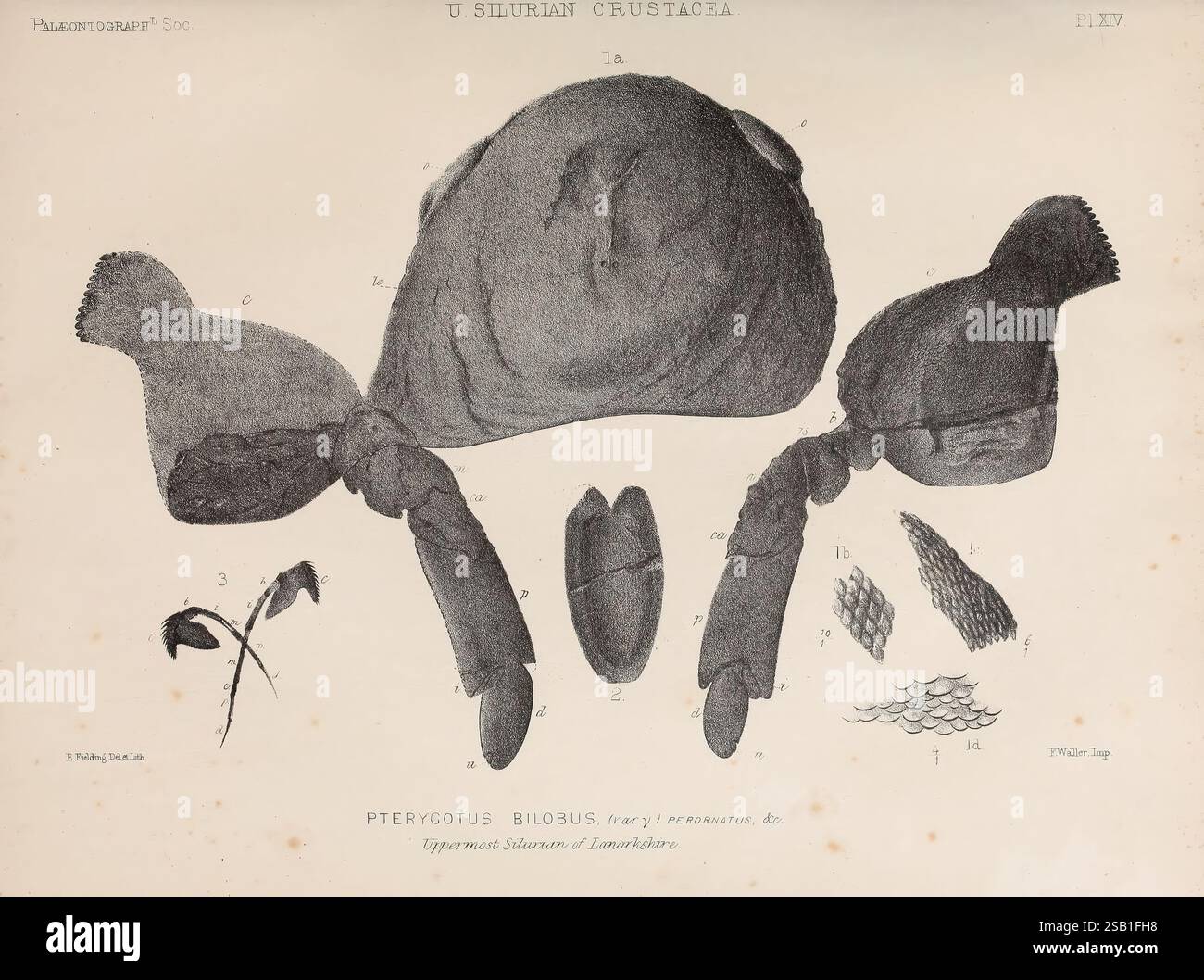 A monograph of the British fossil Crustacea, London, Printed for the ...