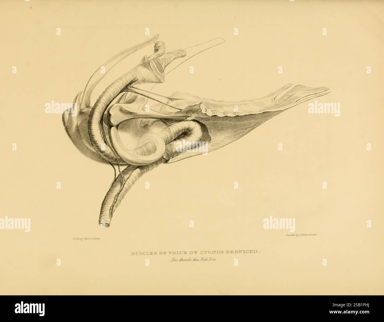 Associated ducts hi-res stock photography and images - Alamy