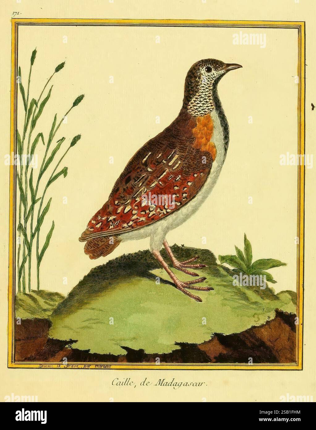 Madagascar caille hi-res stock photography and images - Alamy