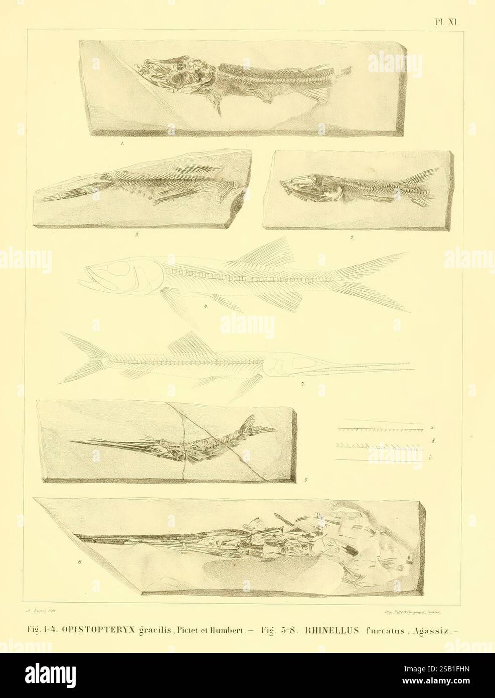 Fossilized bodies hi-res stock photography and images - Alamy