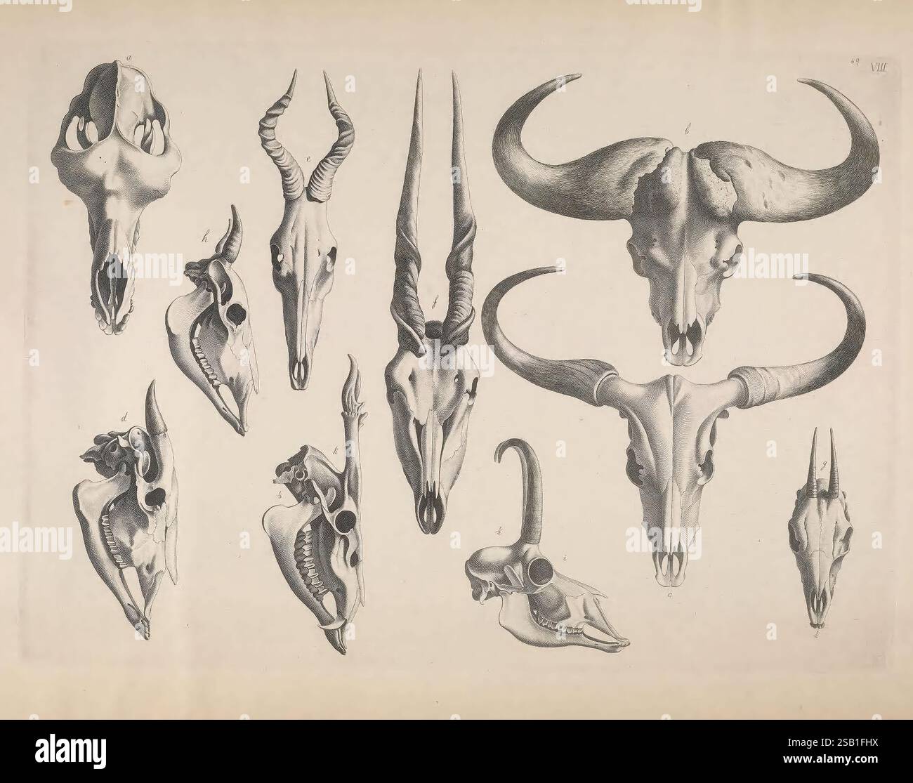 Varying horn shapes hi-res stock photography and images - Alamy