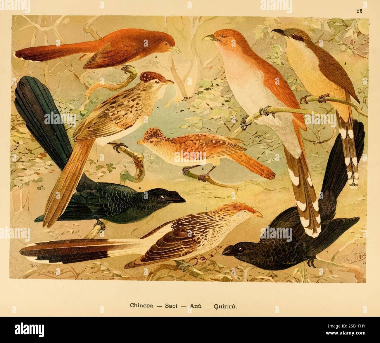 Muted background highlight hi-res stock photography and images - Alamy