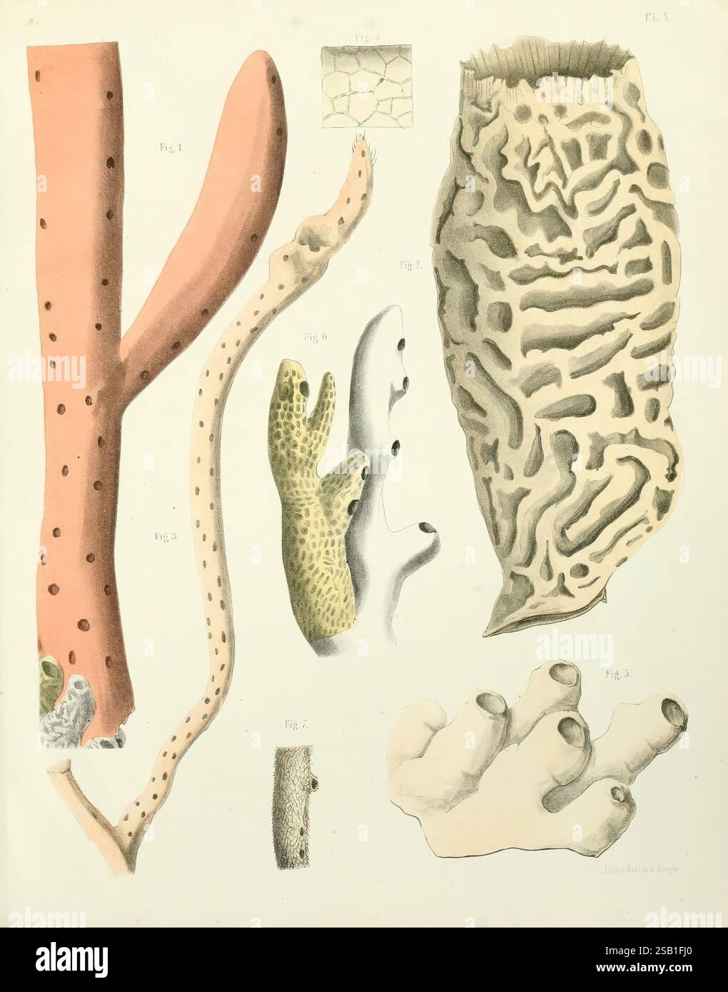 Spongiaires de la mer Caraïbe, Harlem, Les héritiers Loosjes, 1864 ...