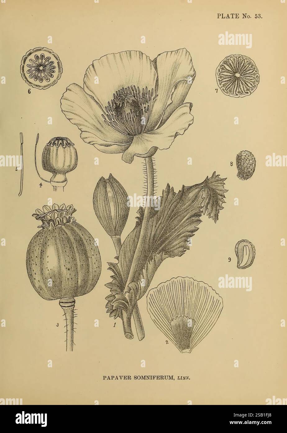 Indian medicinal plants, Bahadurganj, India, Sudhindra Nath Basu ...