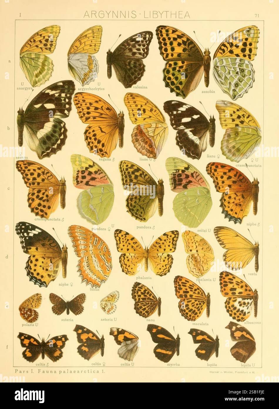 The, Macrolepidoptera, of, the, world, Stuttgart, Seitz'schen, Kernen ...