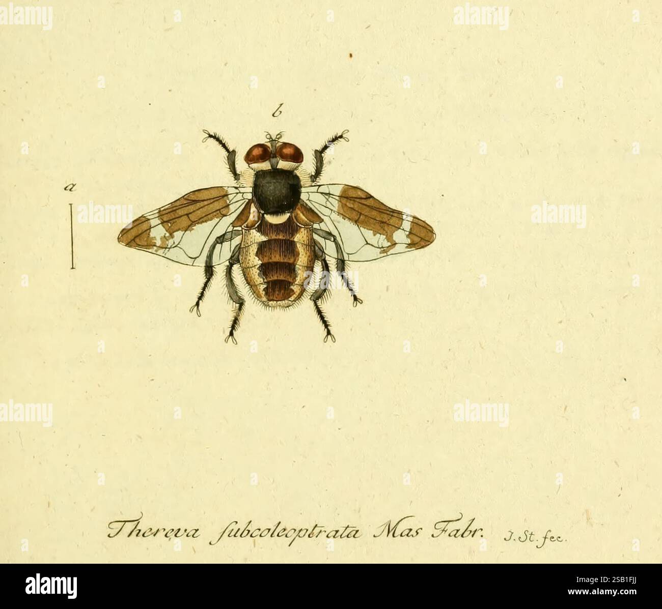 Fauna Germanica, Diptera, Nuremberg?, s.n, between 1793 and 1805 ...