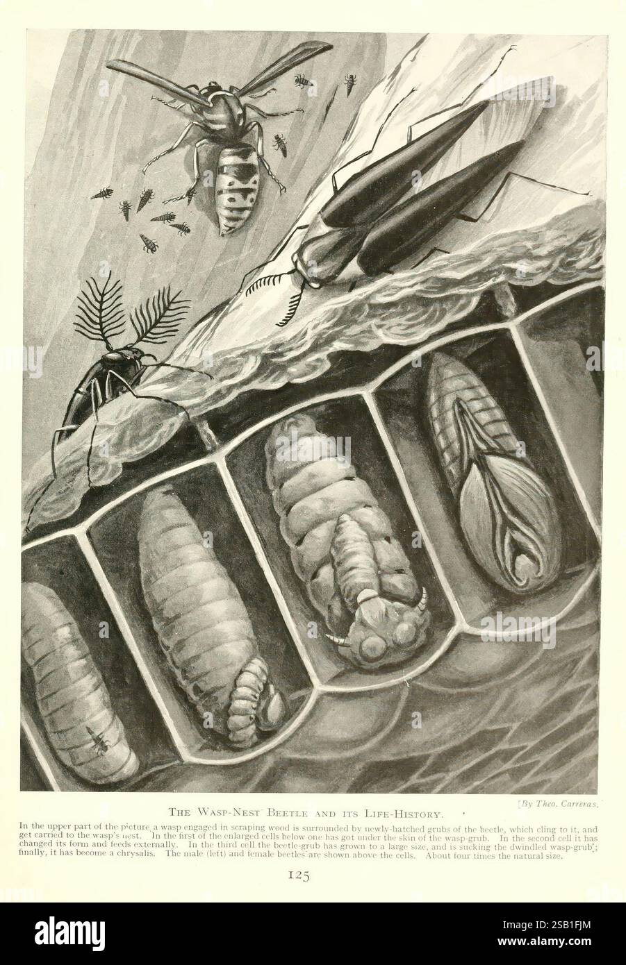 Marvels of insect life, New York, R. M. McBride, 1916, beetle, insects ...