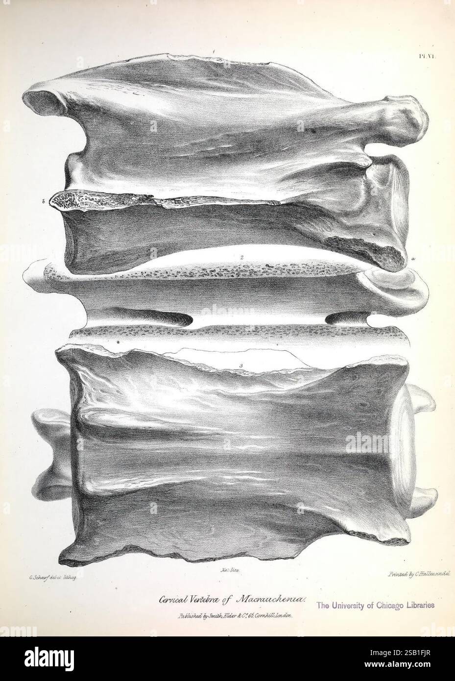 The zoology of the voyage of H.M.S. Beagle London, Smith, Elder & Co ...