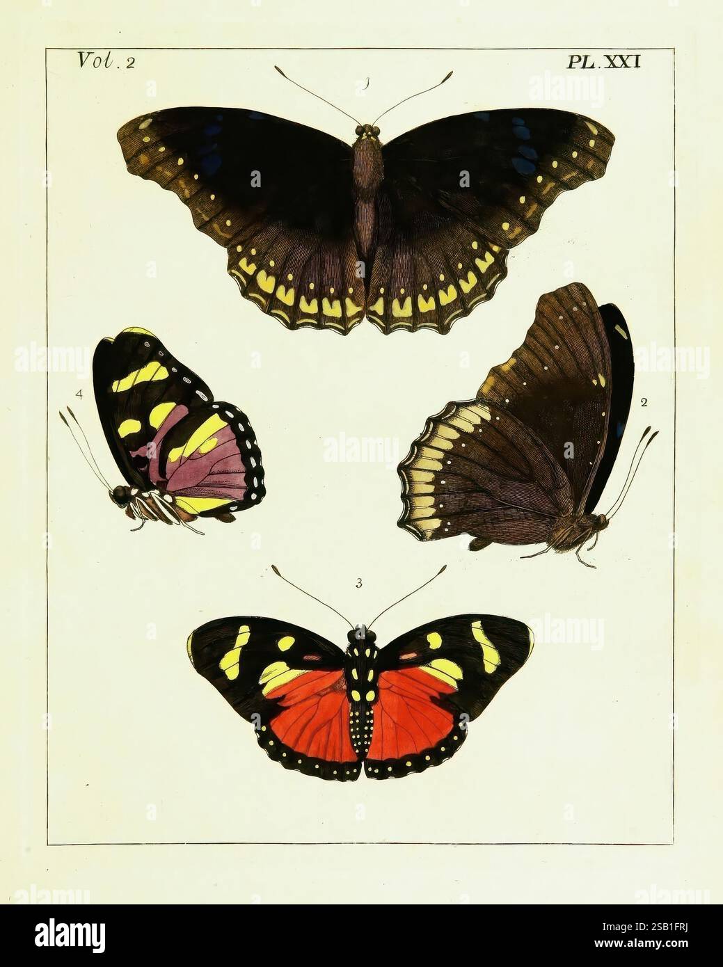 Illustrations of natural history, London, Printed for the author and ...
