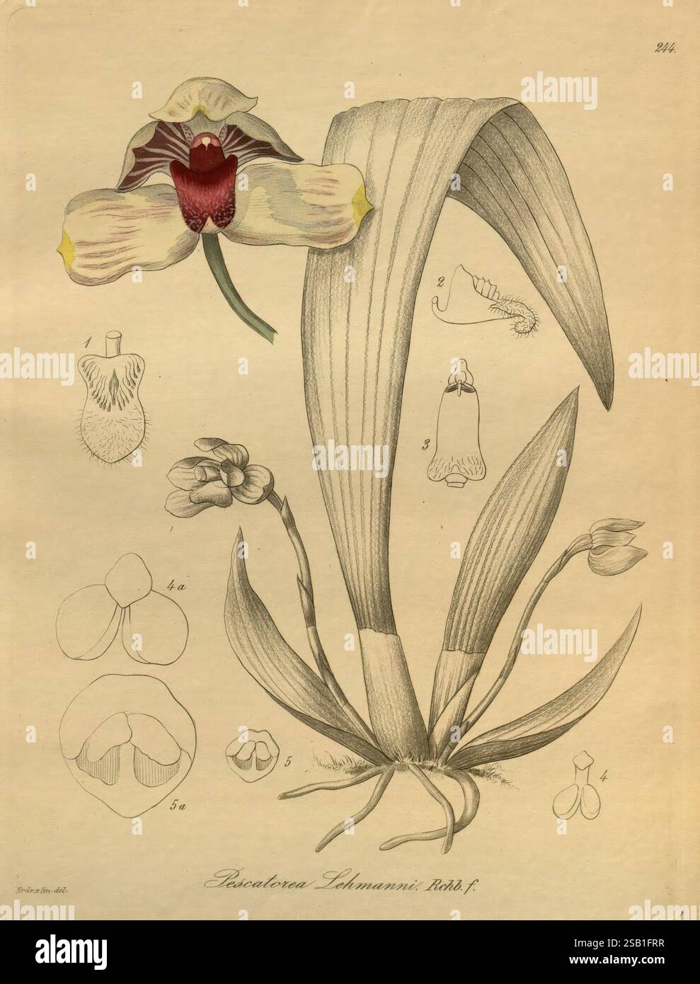 Paeonia schumannii plant hi-res stock photography and images - Alamy