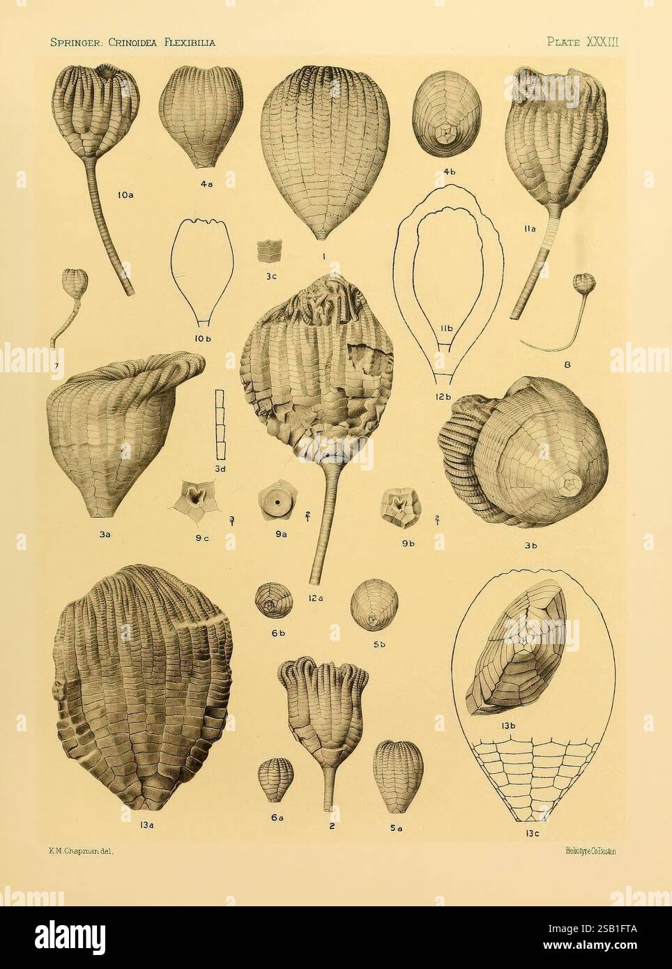 Detailed drawings depict different life stages hi-res stock photography ...