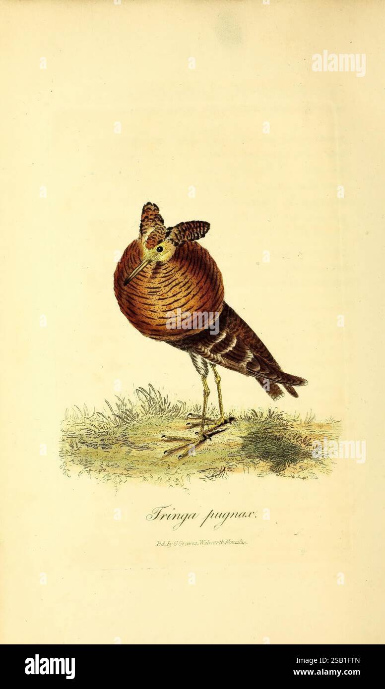 Avian specimen showcases hi-res stock photography and images - Alamy