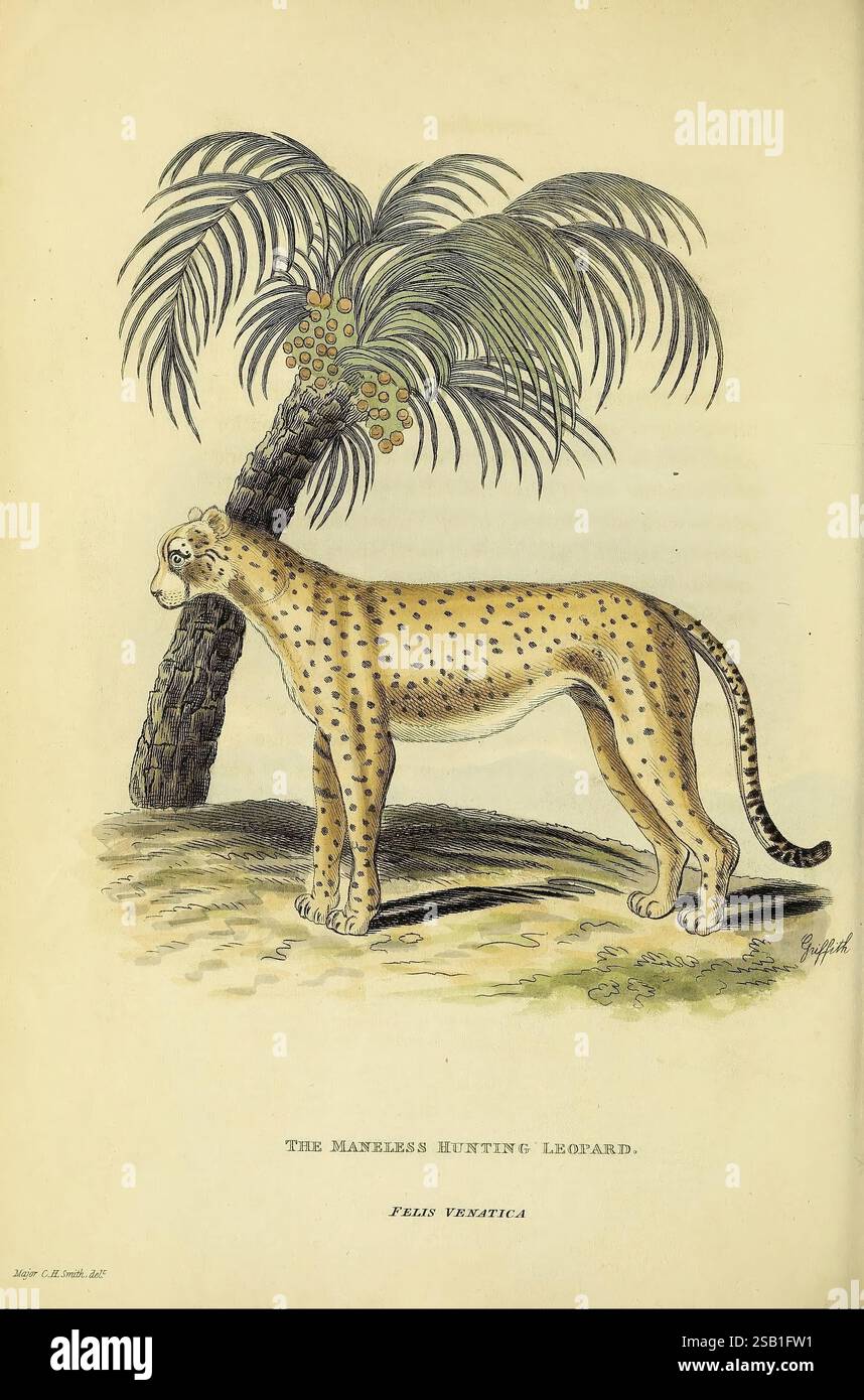 Elongated leopard hi-res stock photography and images - Alamy