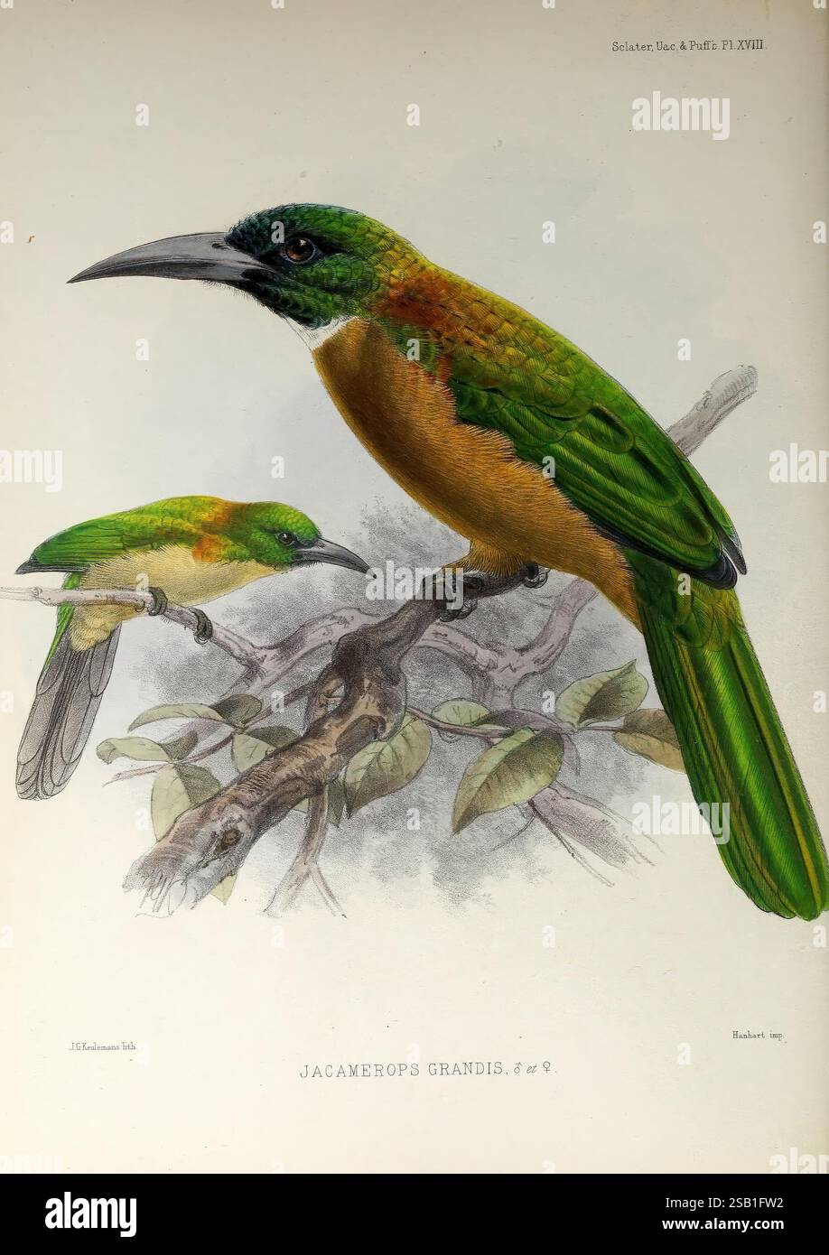 1882 bucconidae jacamars museum hi-res stock photography and images - Alamy
