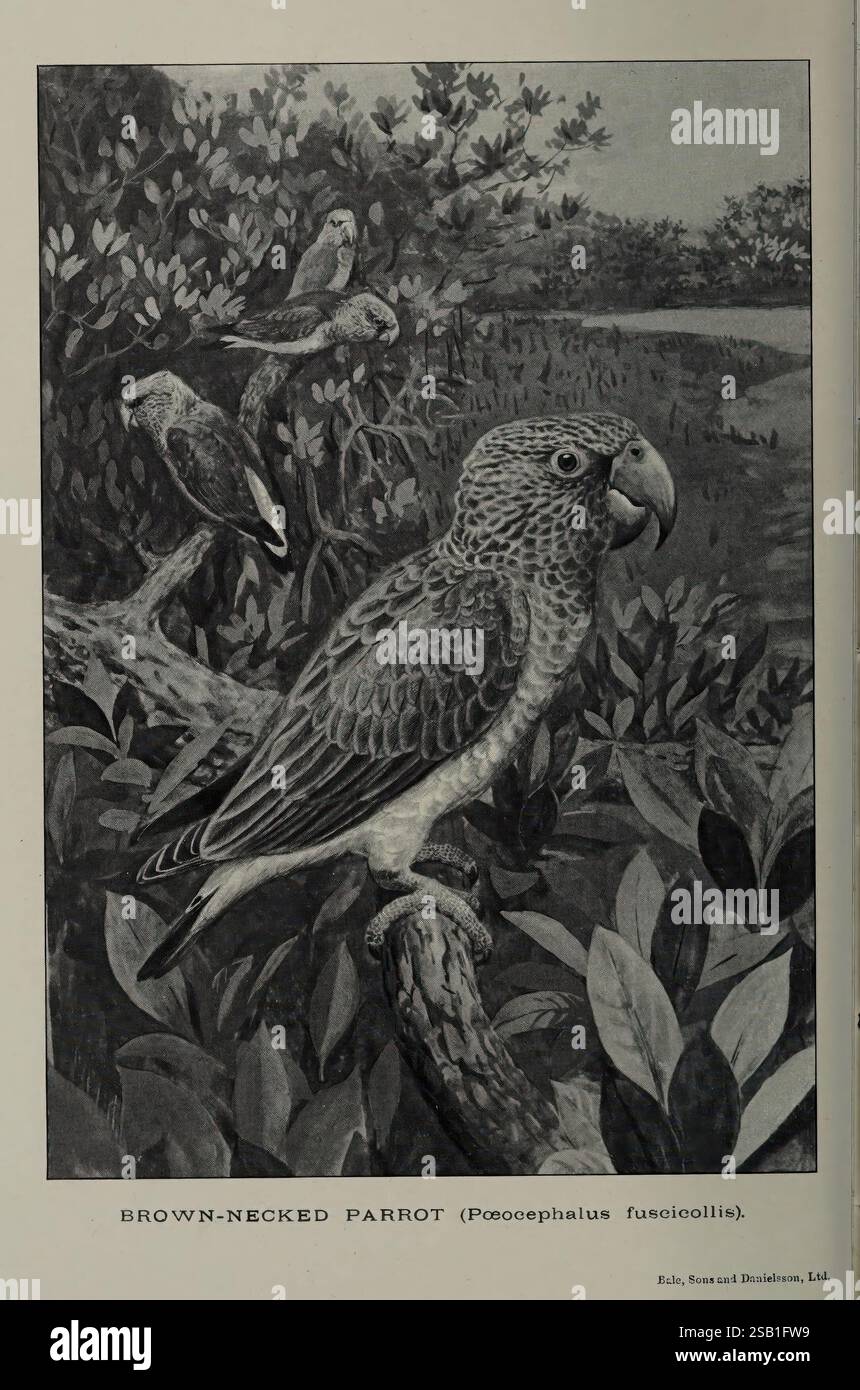 Parrots unique plumage hi-res stock photography and images - Alamy