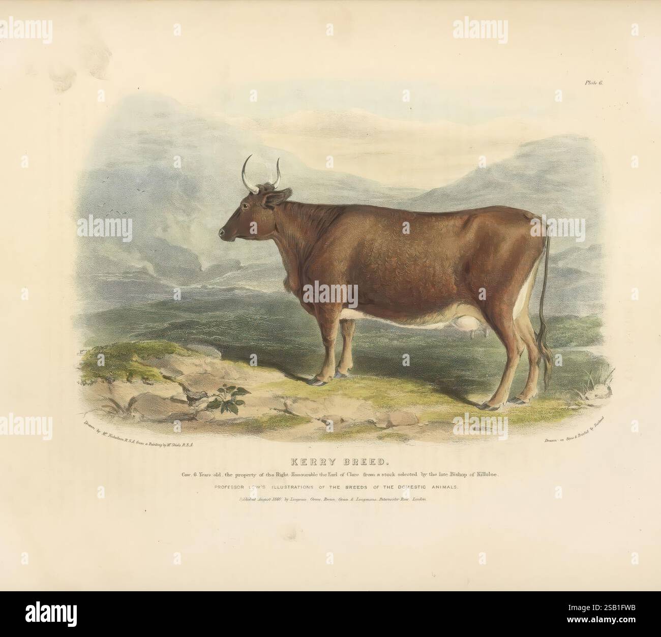 Breeds distinct features hi-res stock photography and images - Alamy