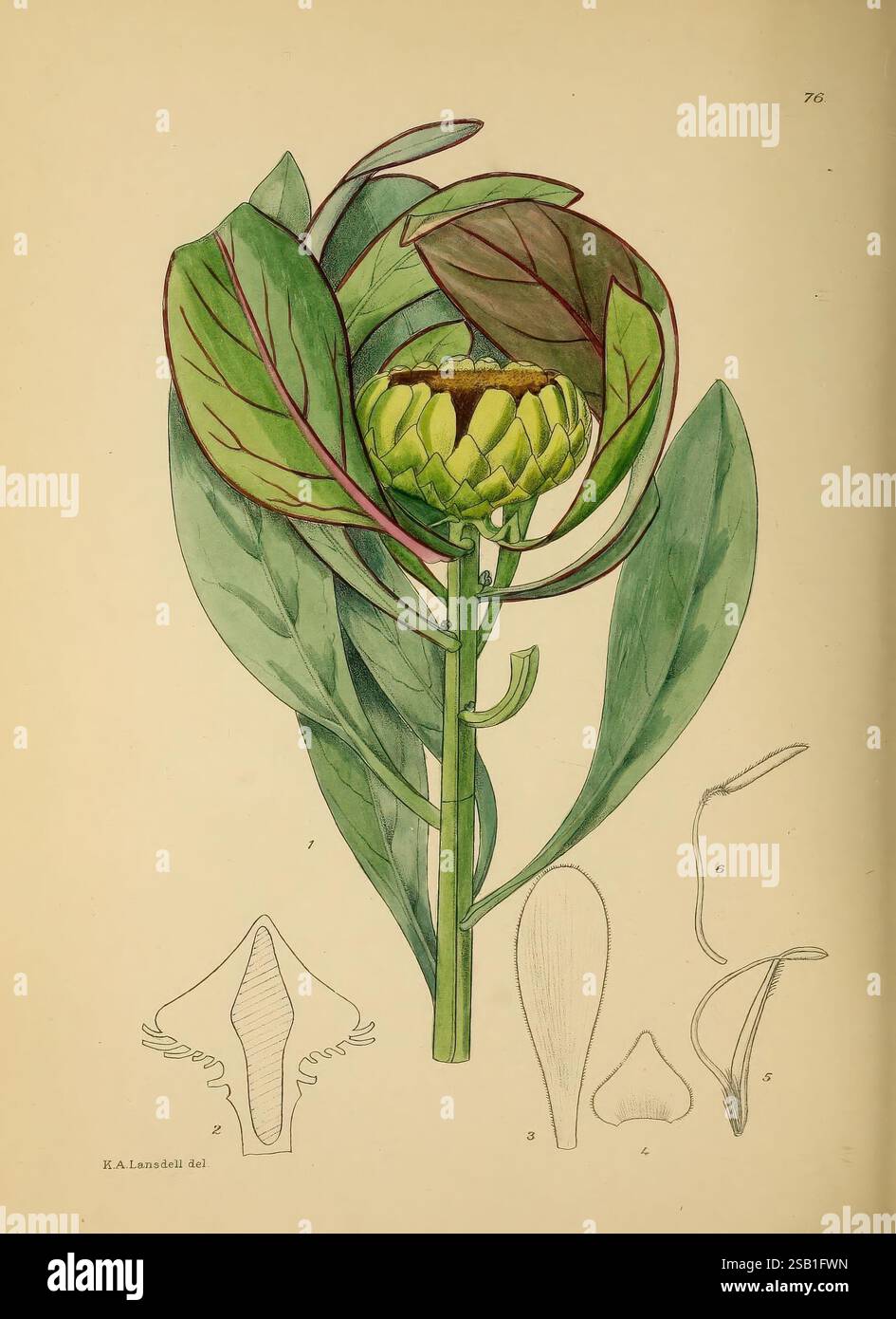 The Flowering Plants of Africa Pretoria Botanical Research Institute ...