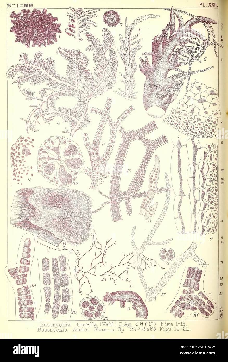 Icones of Japanese algae, Tokyo, Kazamashobo 1907-1942, algae, botany ...