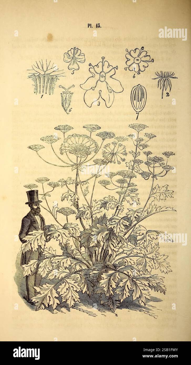 Labeled sketches highlight hi-res stock photography and images - Alamy