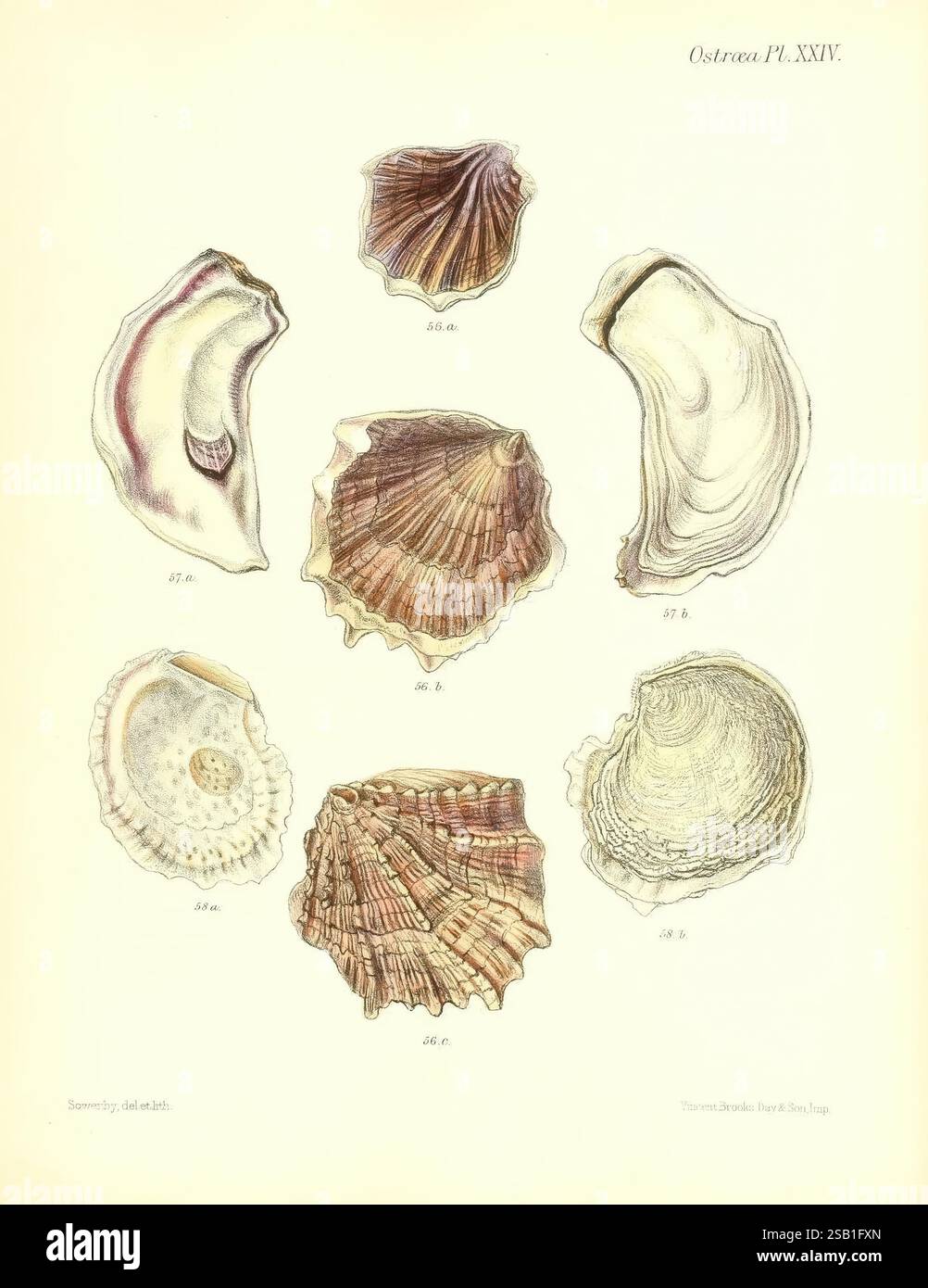 Slightly convex shells hi-res stock photography and images - Alamy