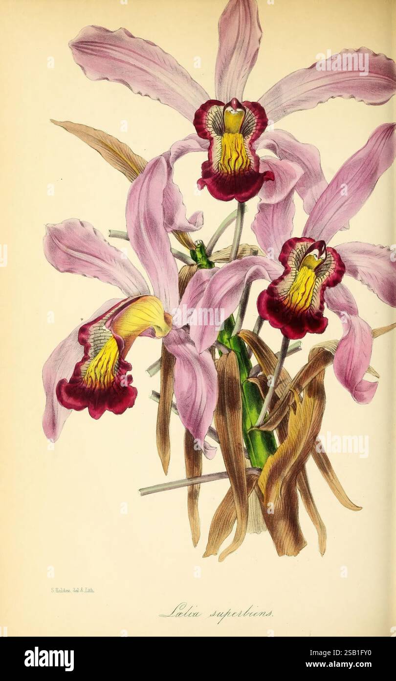 Paxton's magazine of botany, London, Orr and Smith, botany, periodicals ...