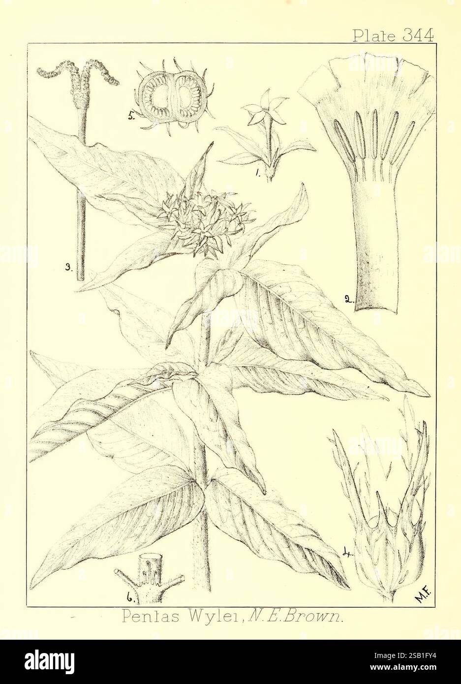 Natal Plants Durban, Bennett & Davis, 1899 (i.e, 1898-1912), botany ...