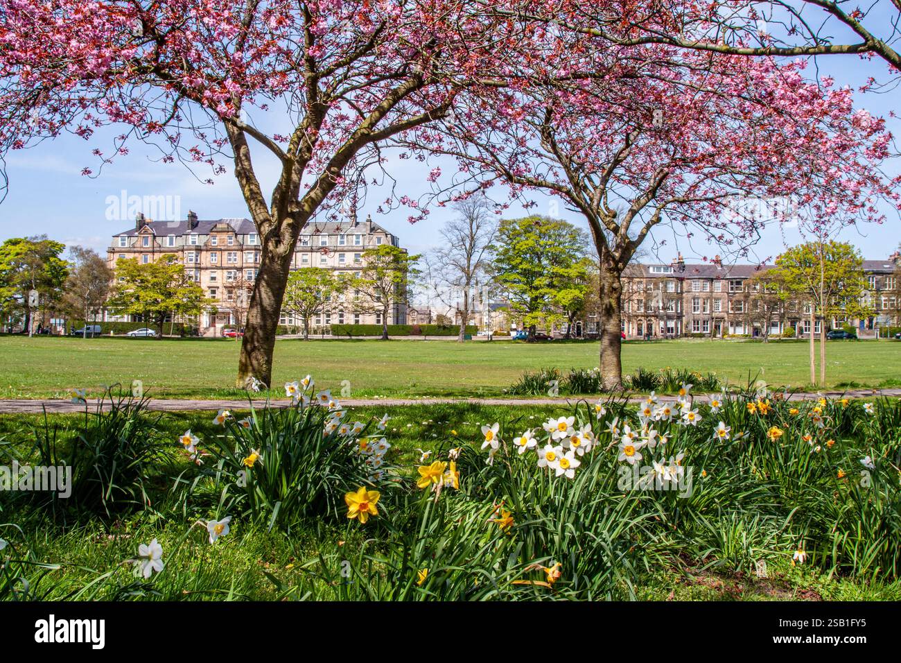 Spring sunshine and blue sky highlight the blossom on the trees of The ...