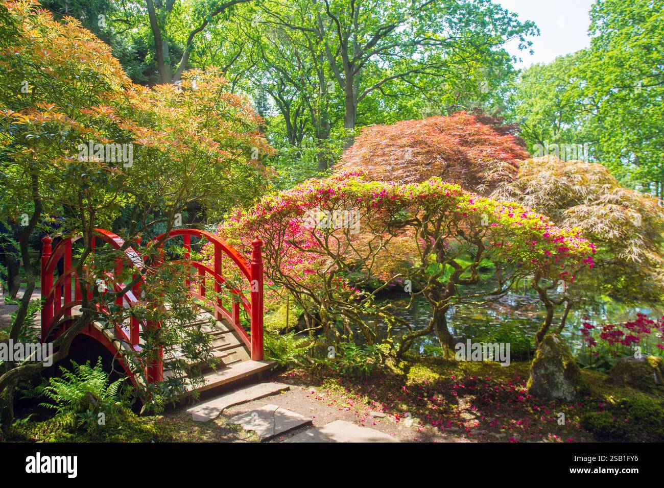 Amazing landscape of rhododendron blossom , red leaves ogf Japanese aple and red (Japanese ...