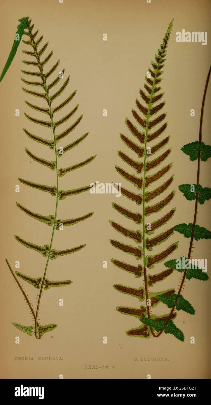 Blechnum rupestre hi-res stock photography and images - Alamy