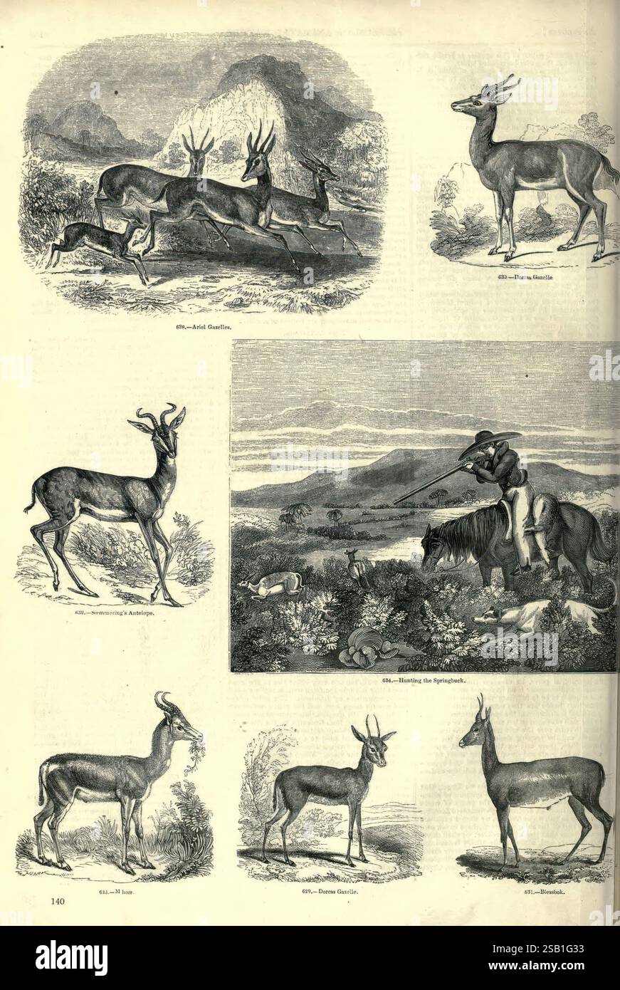 The, Pictorial, Museum, of, Animated, Nature London, C. Cox, [1844 ...