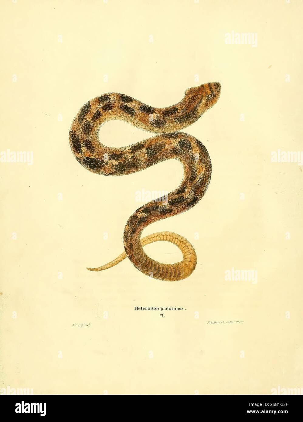 Snakes tail tapers off hi-res stock photography and images - Alamy