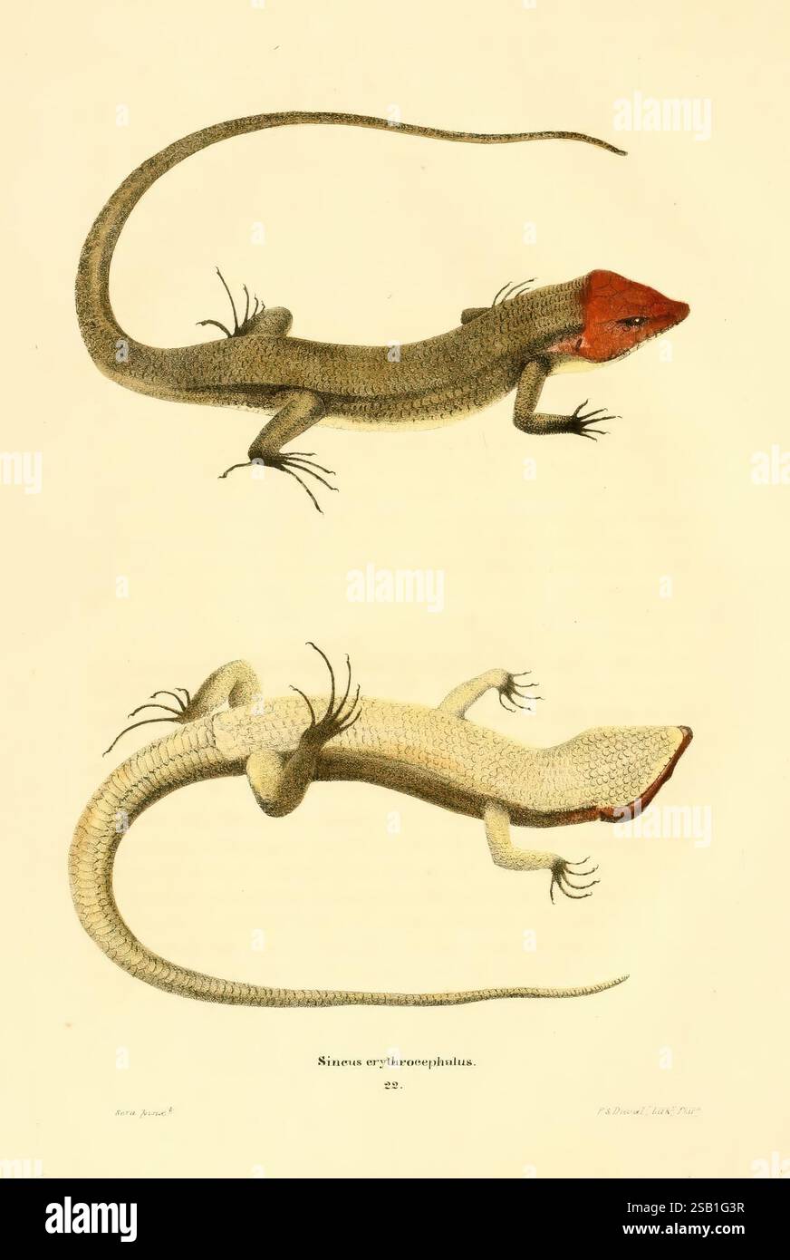 North American herpetology, Philadelphia, J. Dobson, 1836-1840 ...