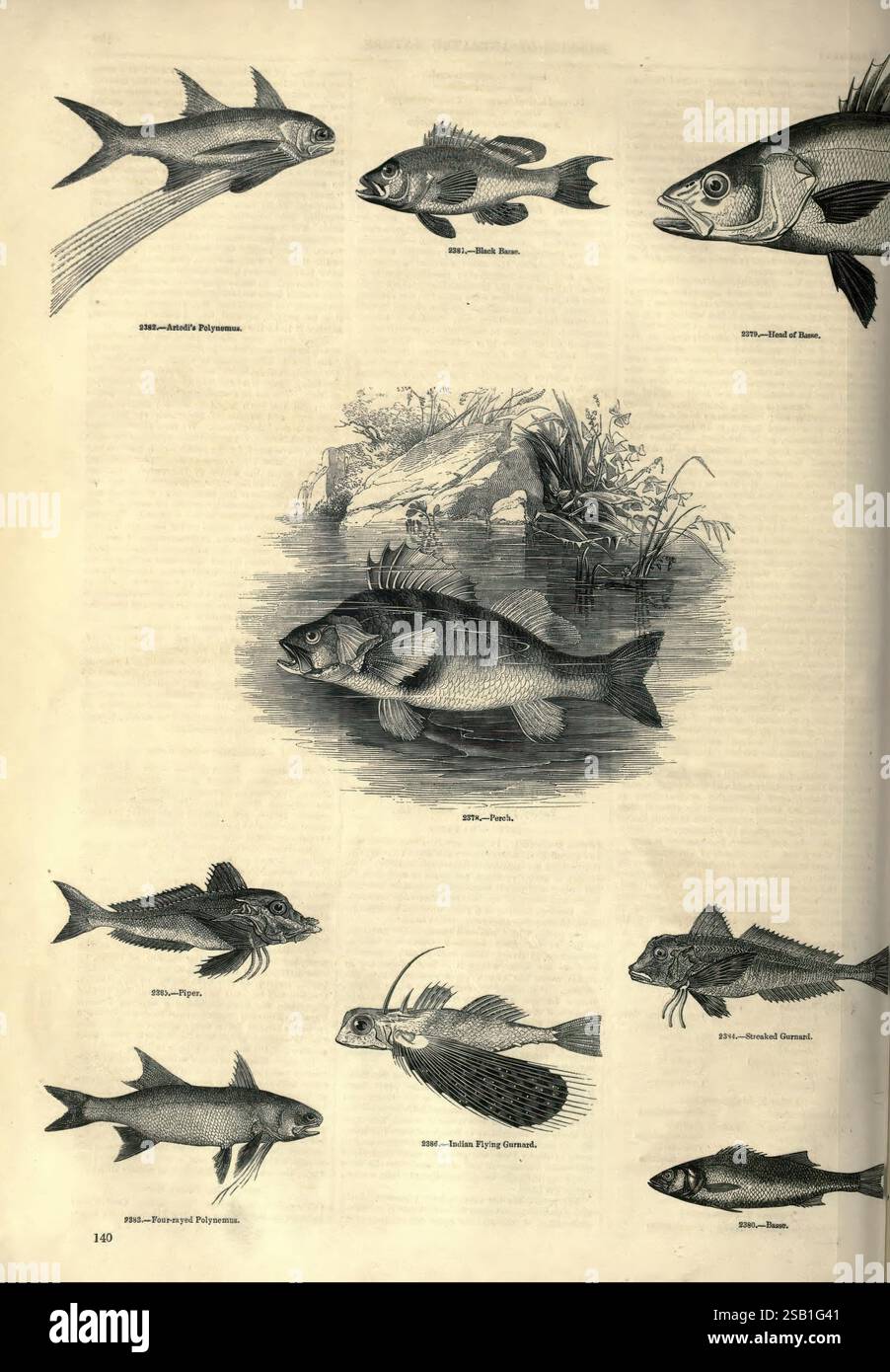 The, pictorial, museum, of, animated, nature, London, C. Cox, [1844 ...