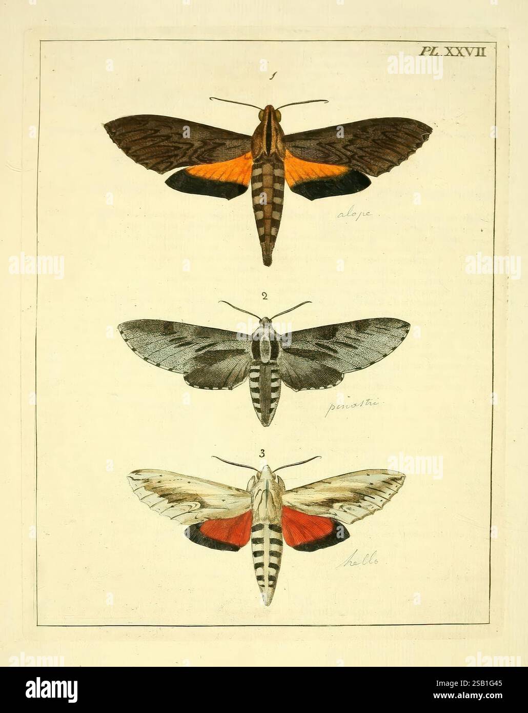 Illustrations of natural history. London, Printed for the author and ...