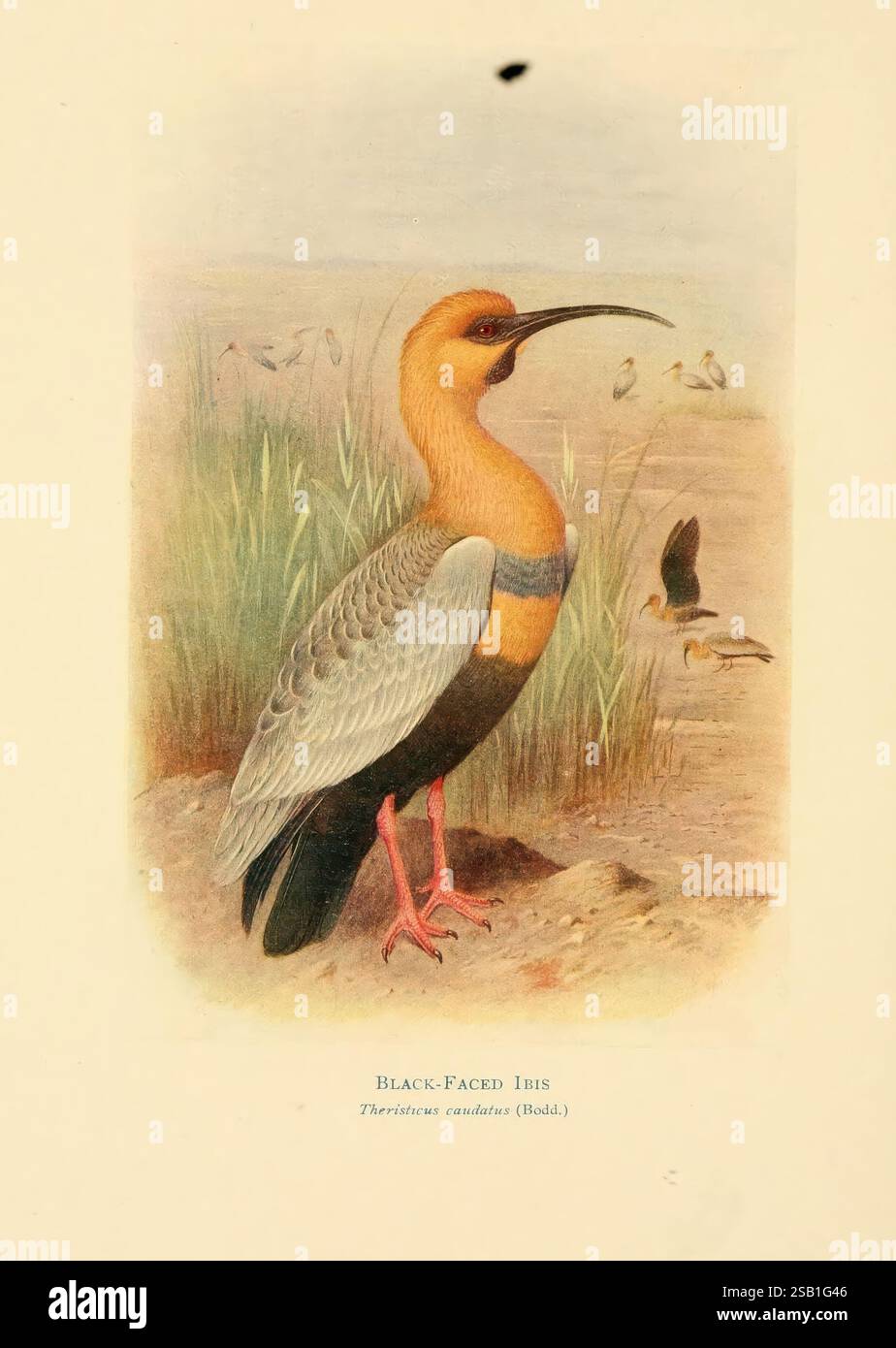 Ibiss habitat hi-res stock photography and images - Alamy