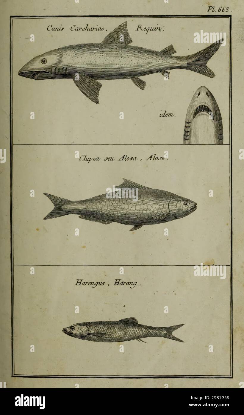 Detailed illustration depicts three distinct fish species hi-res stock ...