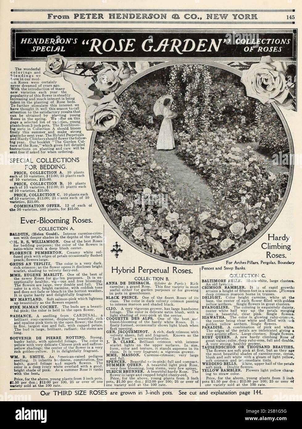 The page features a beautifully illustrated advertisement for 'Rose ...