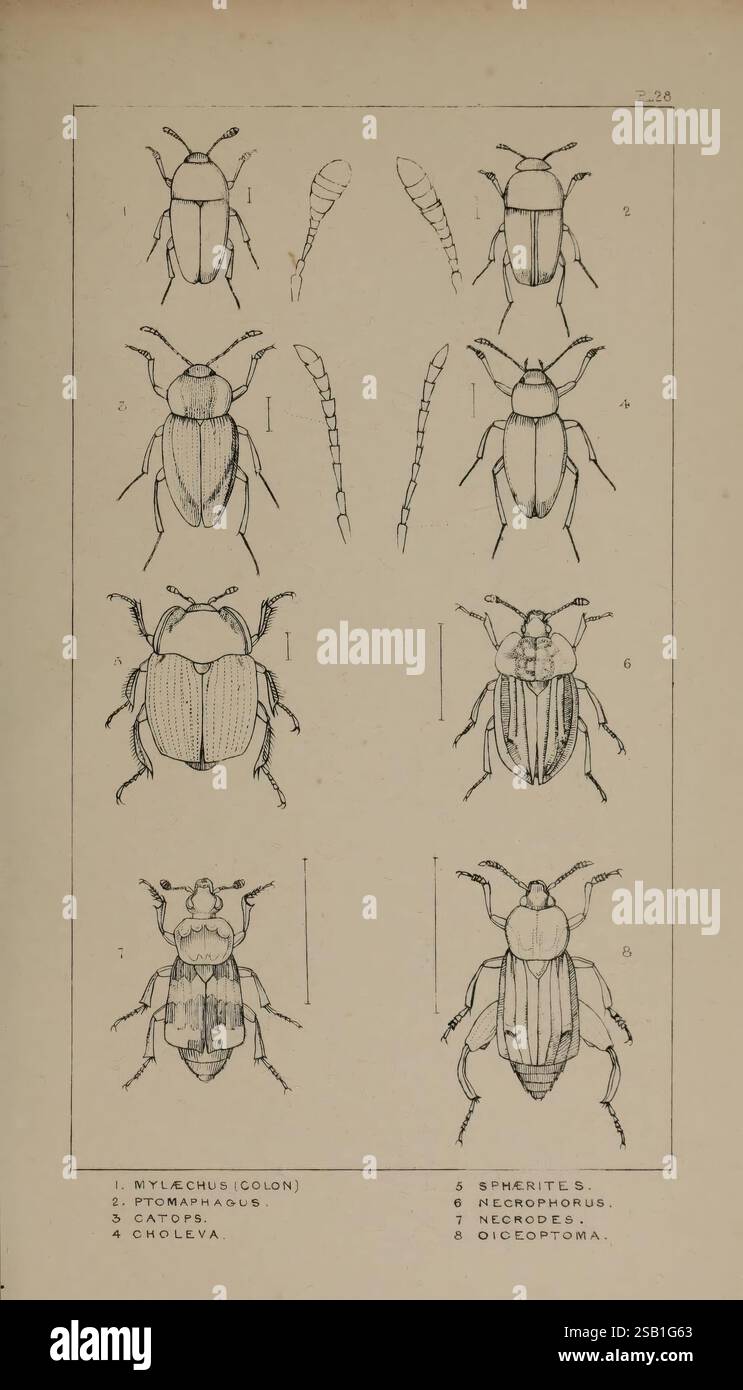 The British Coleoptera delineated, London, W. Crofts, 1840, beetles ...
