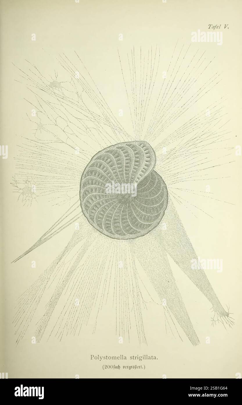 Foraminifera recognized hi-res stock photography and images - Alamy