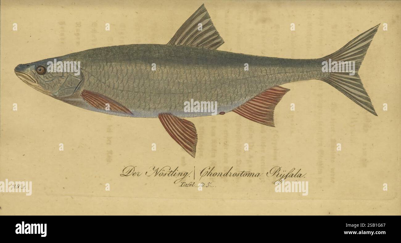 Fauna, Boica, oder, gemeinnützige, Naturgeschichte, der, Thiere ...