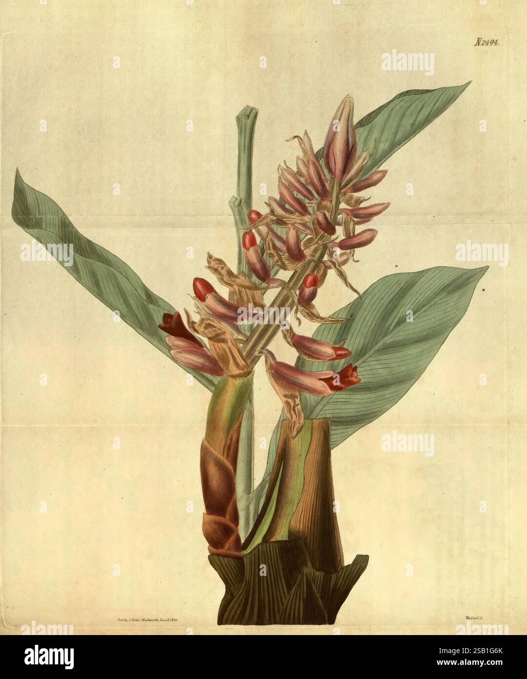 Supporting inflorescences hi-res stock photography and images - Alamy