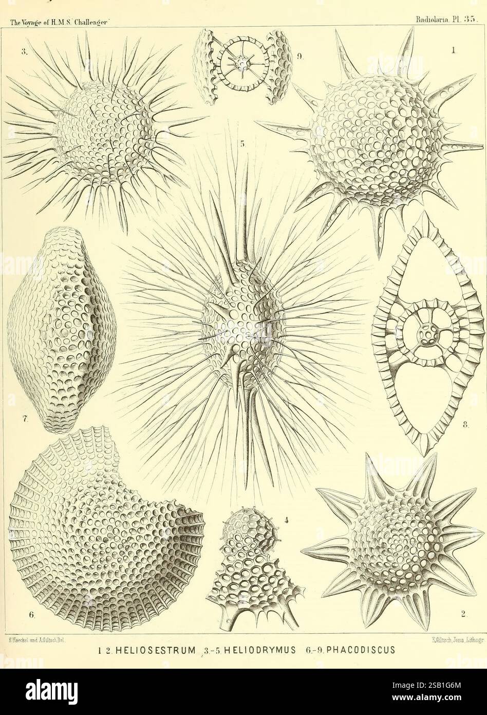 First organism features hi-res stock photography and images - Alamy