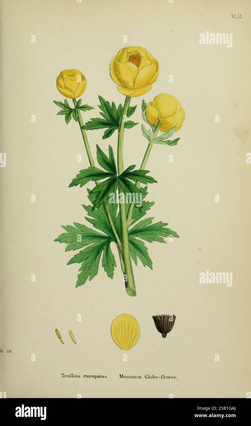 English Botany Coloured Figures Of British Plants London R. Hardwicke ...