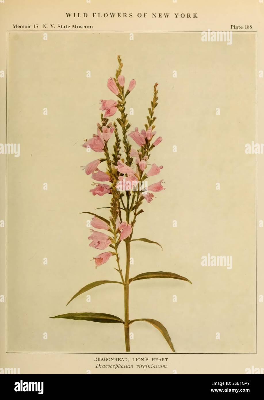 Lance shaped leaves gracefully extend hi-res stock photography and ...