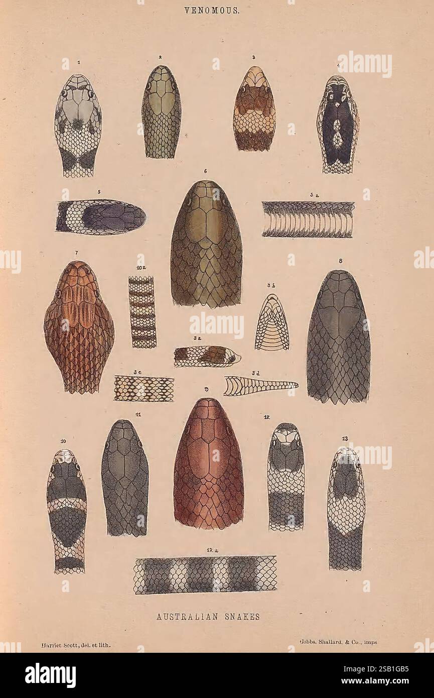 Venomous varieties hi-res stock photography and images - Alamy