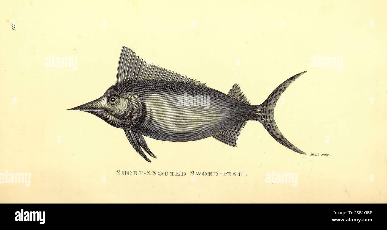 General, zoology, or Systematic, natural, history, London, Printed, for ...