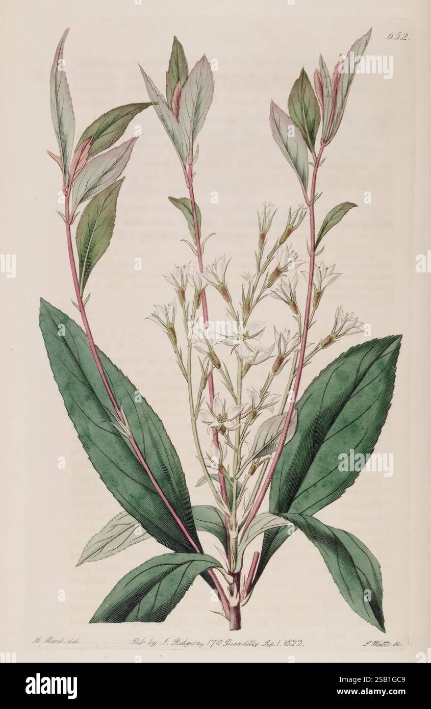 The Botanical Register, London, Printed for James Ridgway, 1815-1828 ...