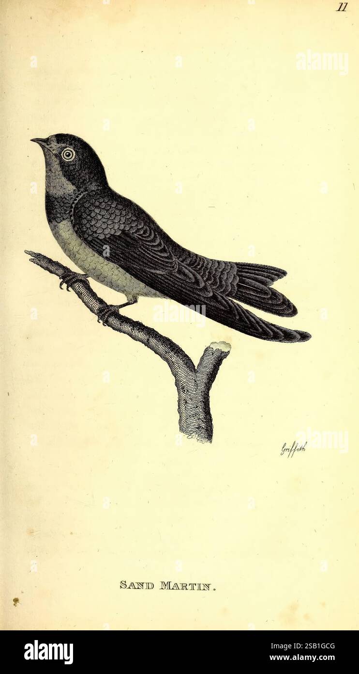 Birds streamlined shape hi-res stock photography and images - Alamy